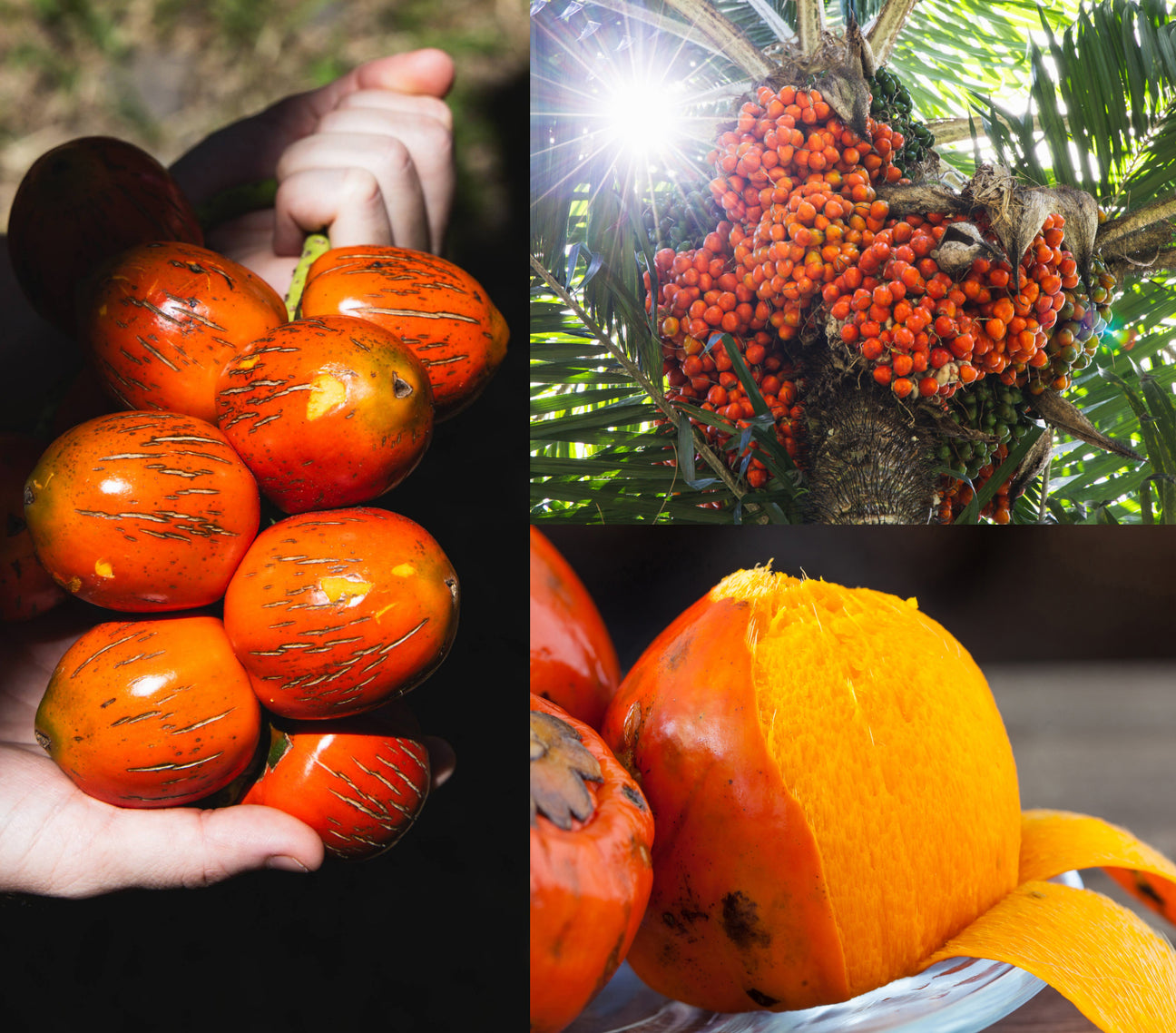 Our Story – PEJI BAR